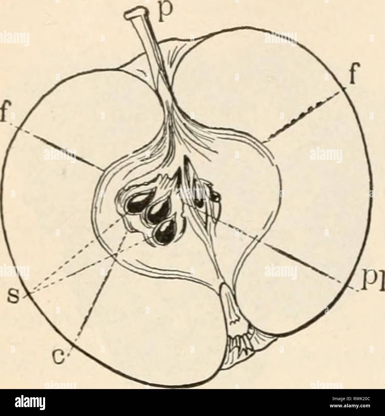 Elements of biology; a practical Elements of biology; a practical text ...