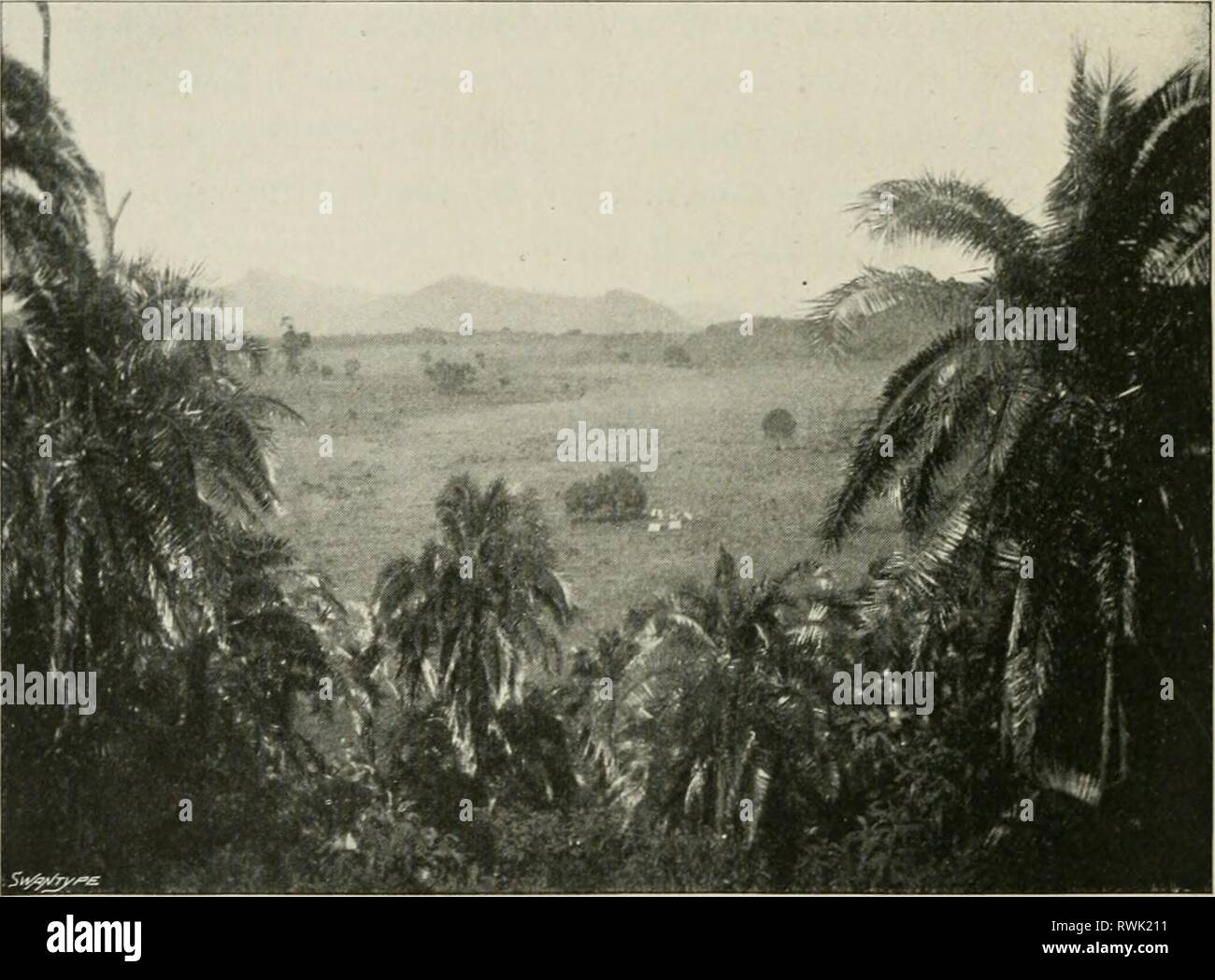 Cattle plague africa hi-res stock photography and images - Alamy