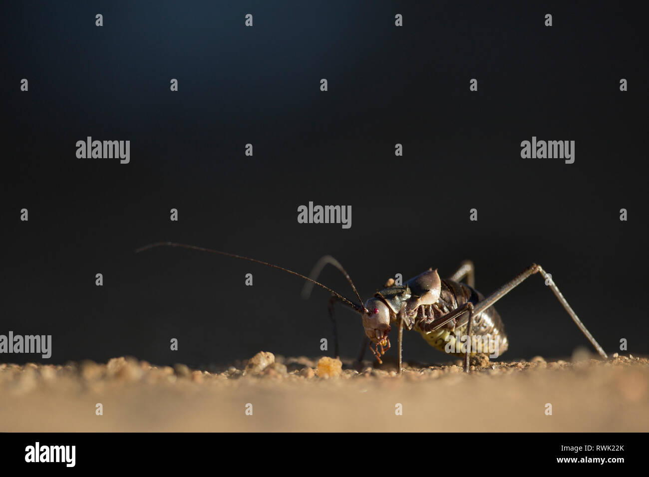 Insect armour hi-res stock photography and images - Alamy
