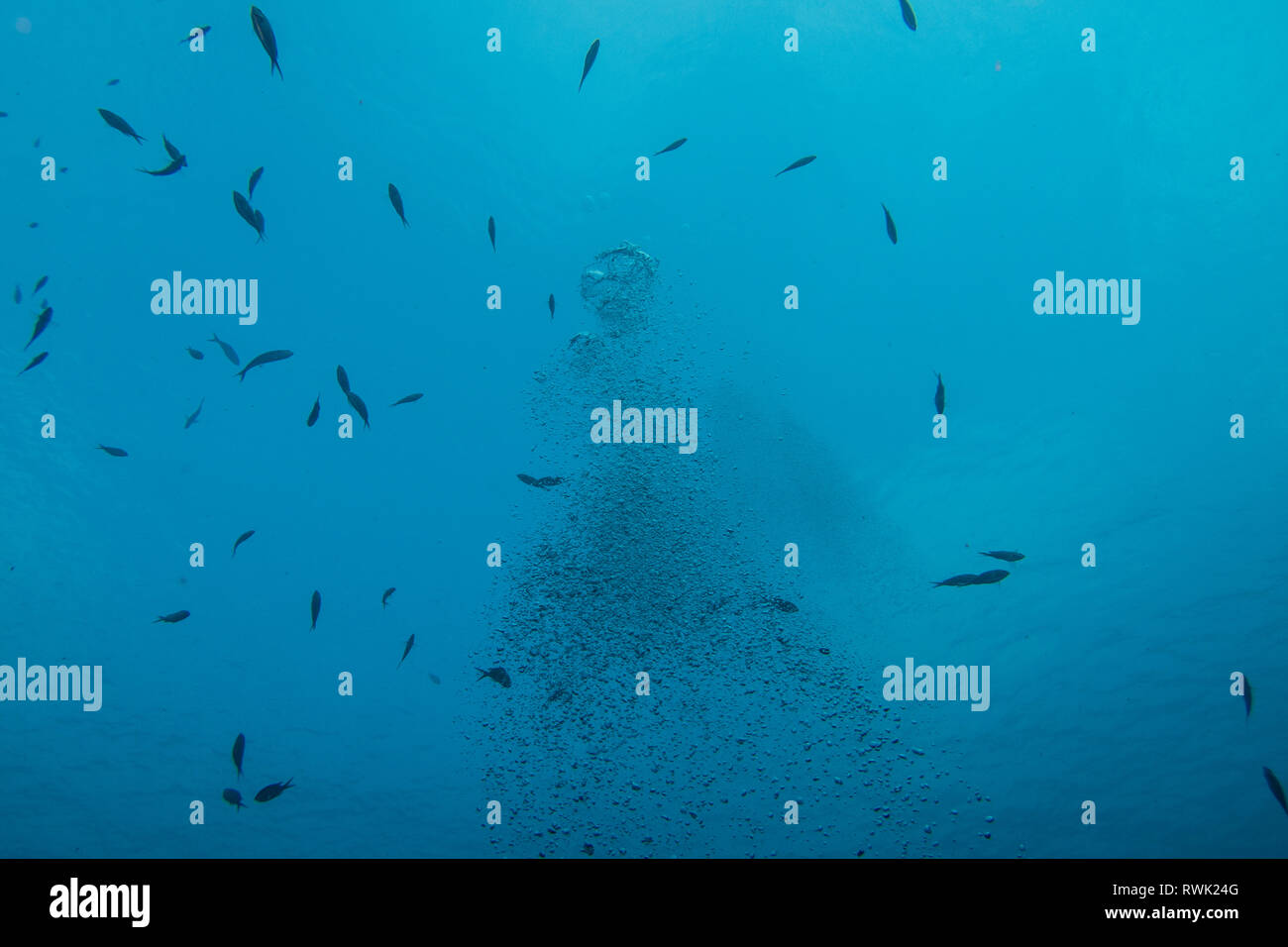 Air bubbles fish hi-res stock photography and images - Alamy