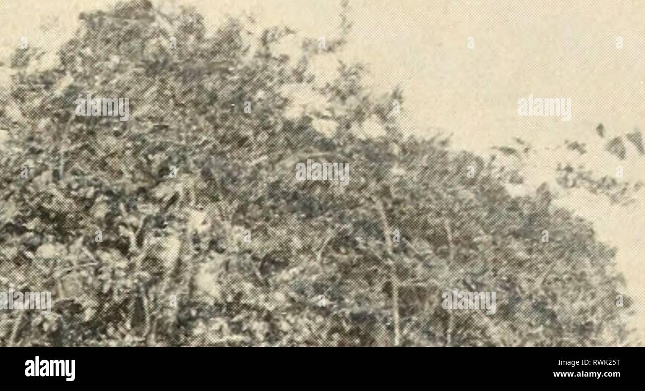 Ellwanger & Barry Mount Stock Photo - Alamy