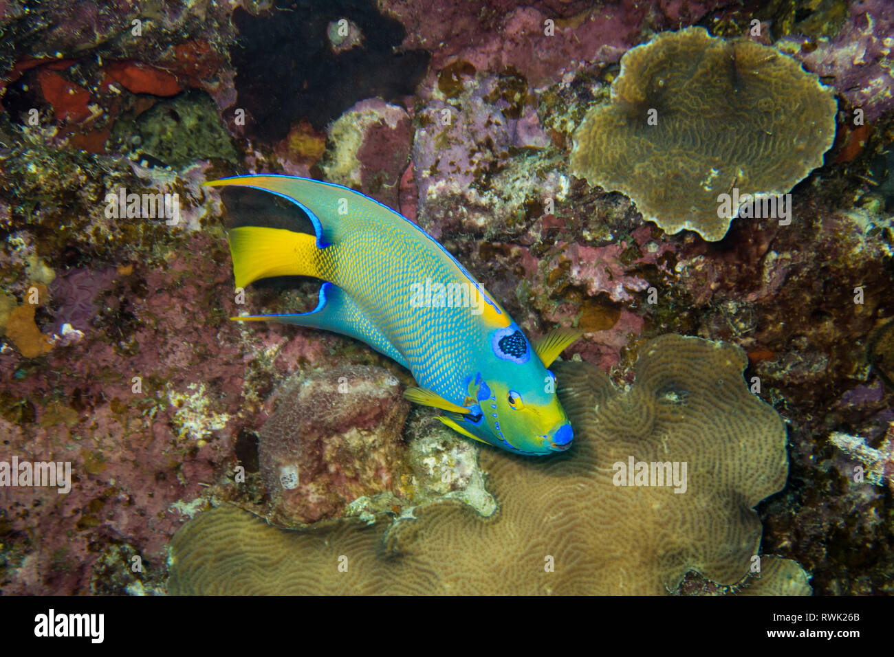 Queen angel fish roaming the fringing coral reef around the tropical ...