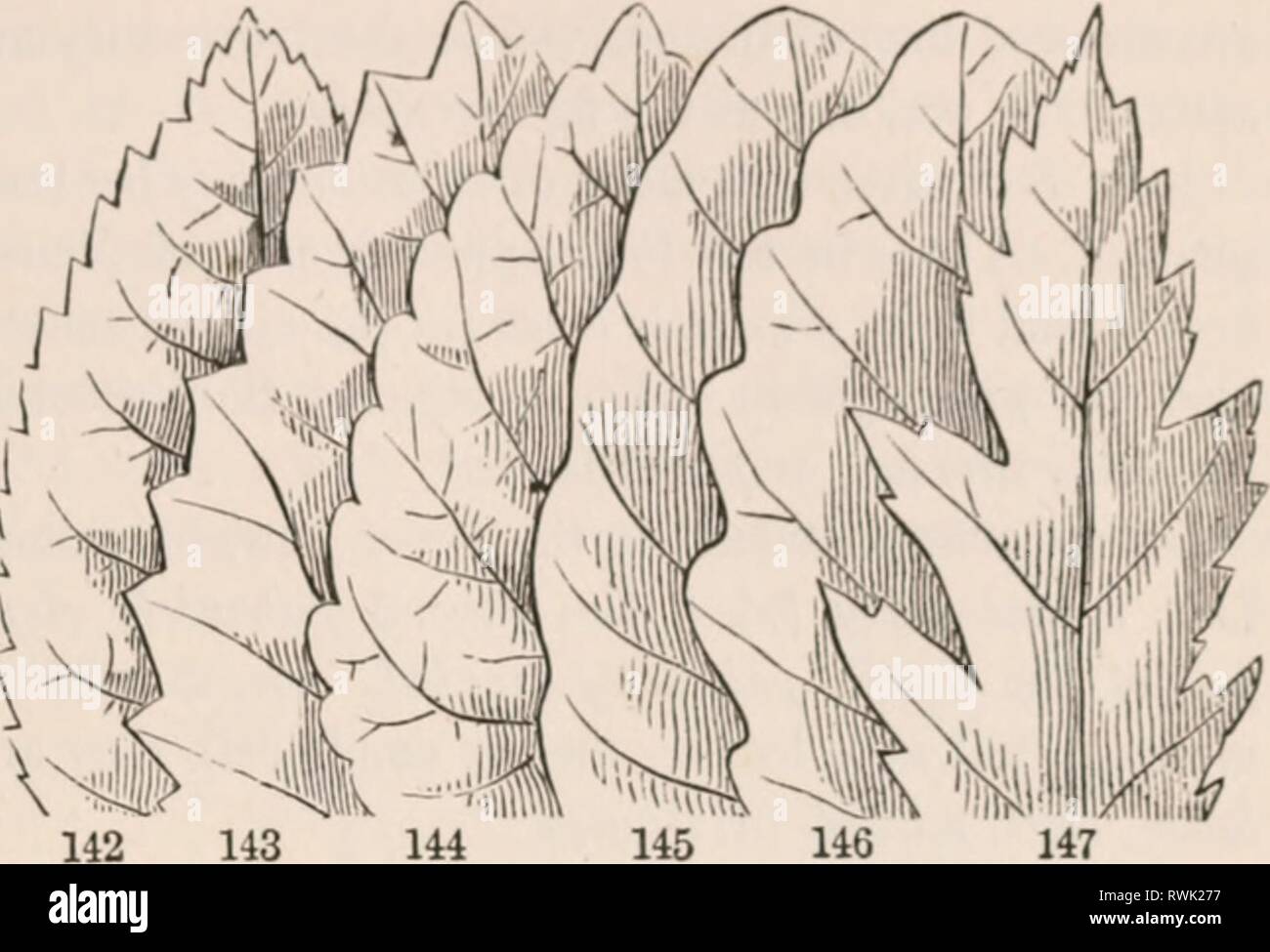 The elements of botany for The elements of botany for beginners and for ...