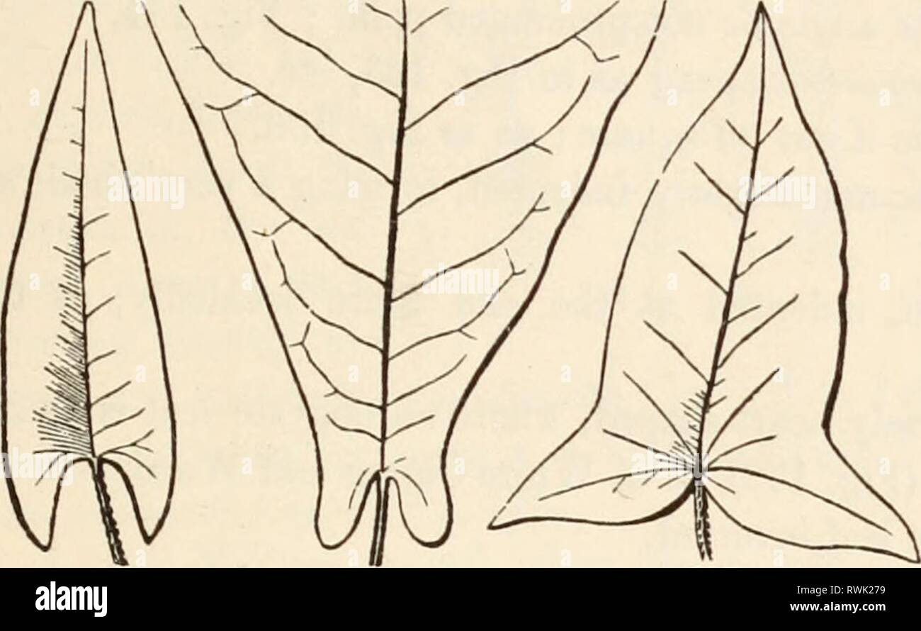 The elements of botany for The elements of botany for beginners and for ...
