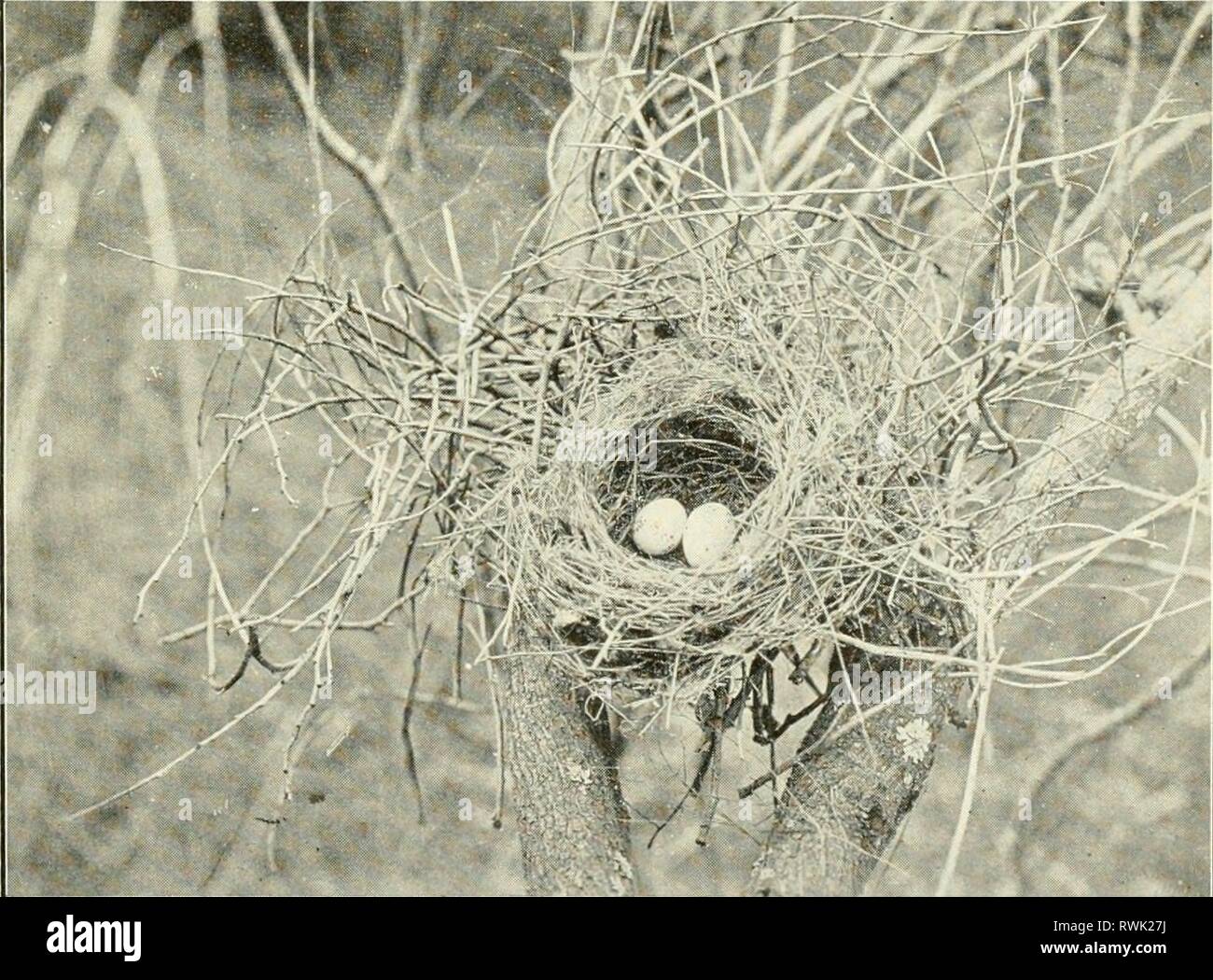 The Emu official organ Stock Photo - Alamy