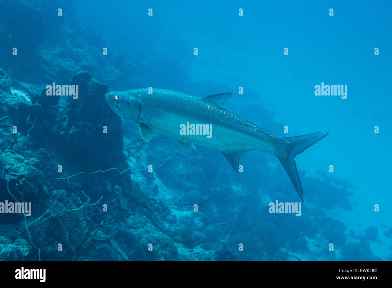 A large atlantic tarpon, who gives a great fishing trophy, seeking prey ...