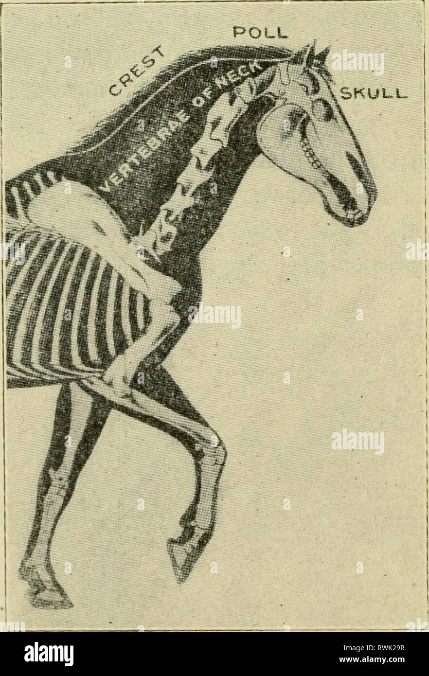 Elements of hippology (1908 Stock Photo - Alamy