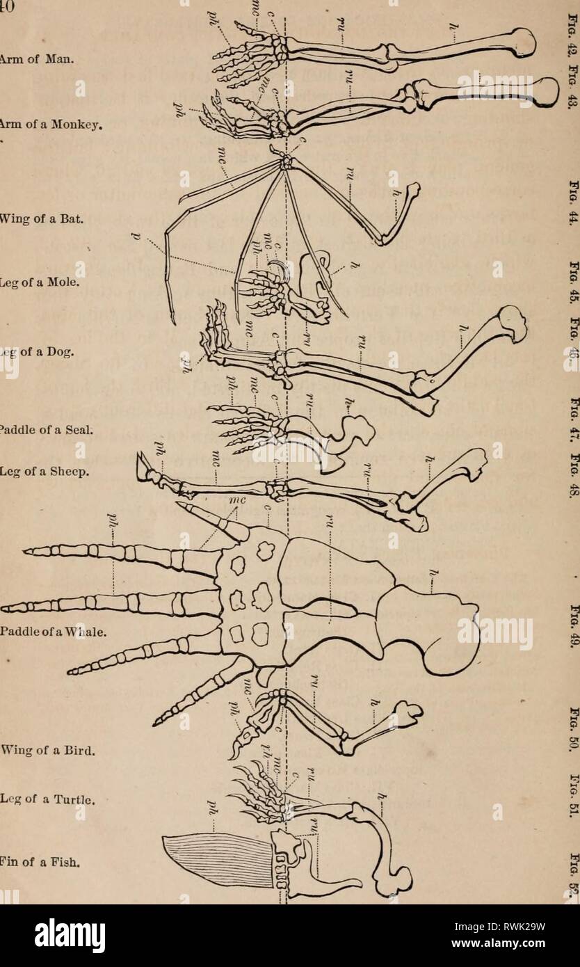 Elements of zoölogy a Stock Photo - Alamy