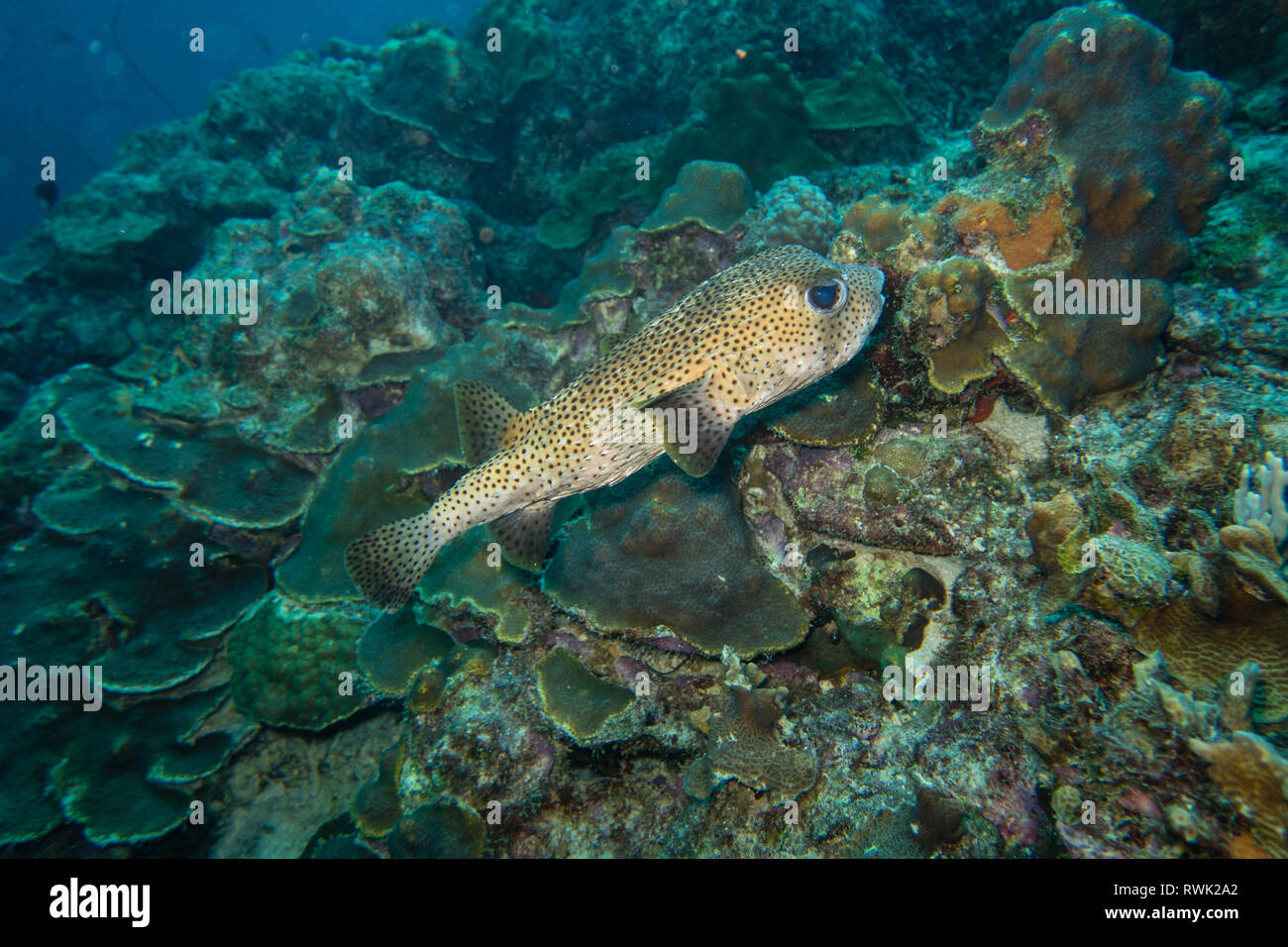 A cute deflated porcupine fish swimming on the colorful reef of Bonaire ...
