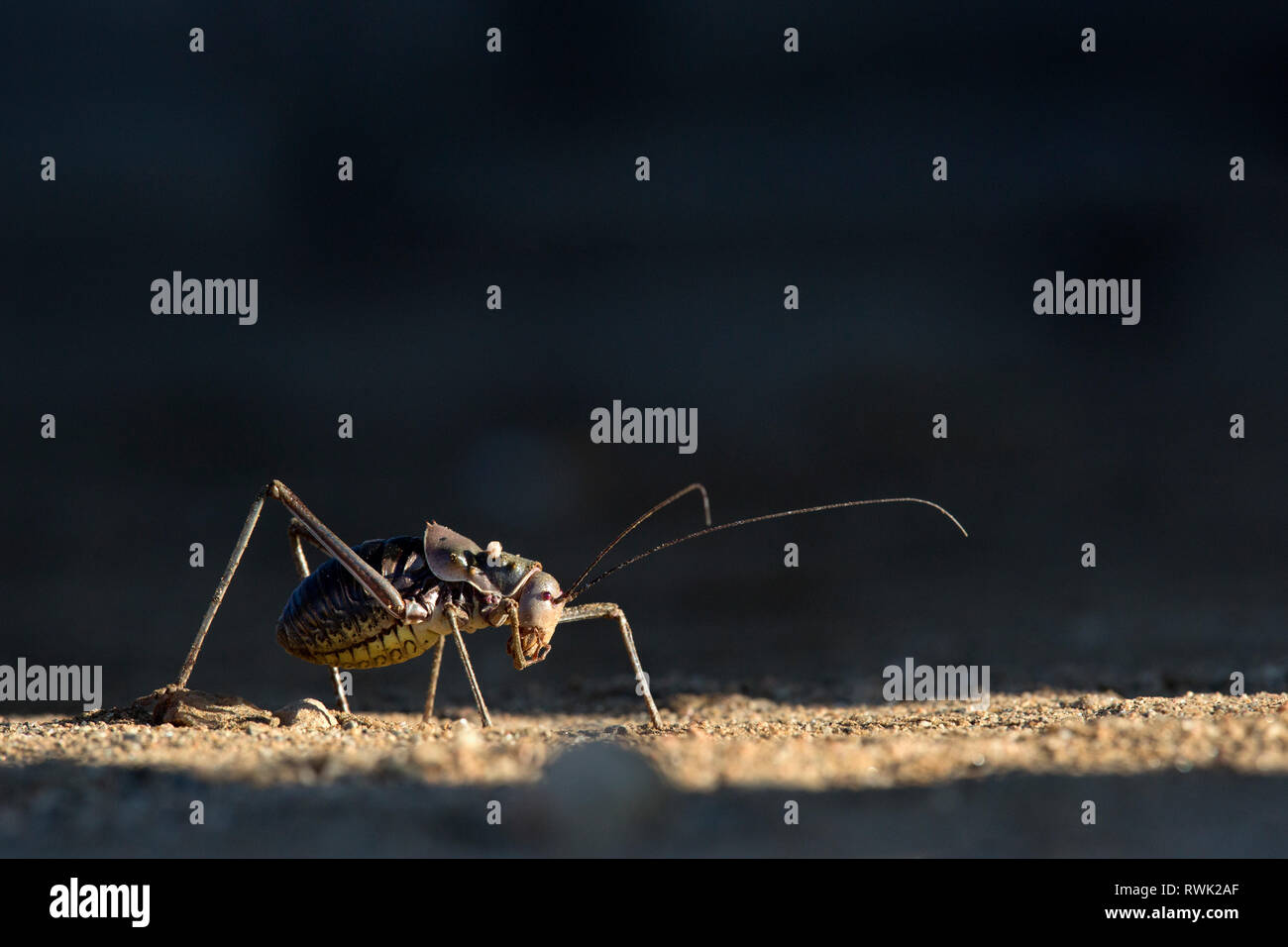 A Ground or Armour plated cricket close up Stock Photo - Alamy