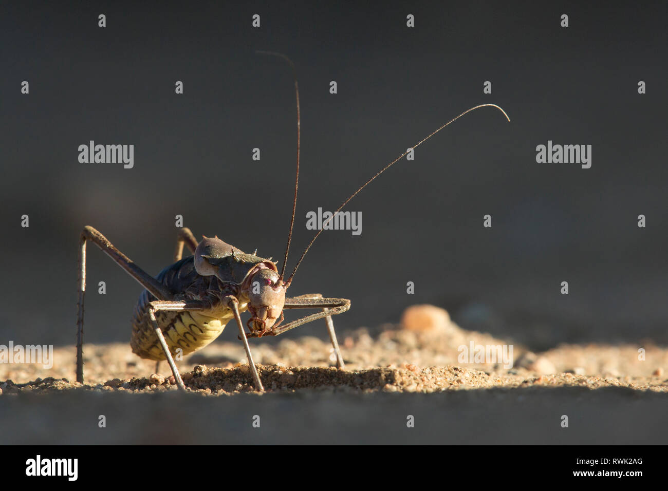 Insect armour hi-res stock photography and images - Alamy