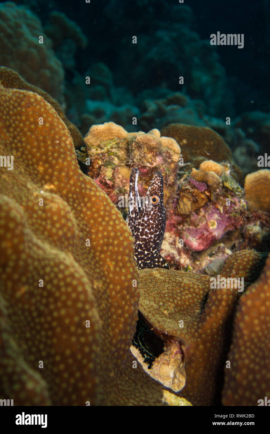 Moray eel coral reef hi-res stock photography and images - Alamy