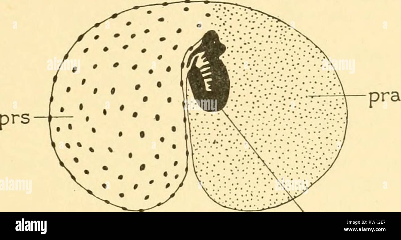 Embryology of insects and myriapods; Embryology of insects and ...