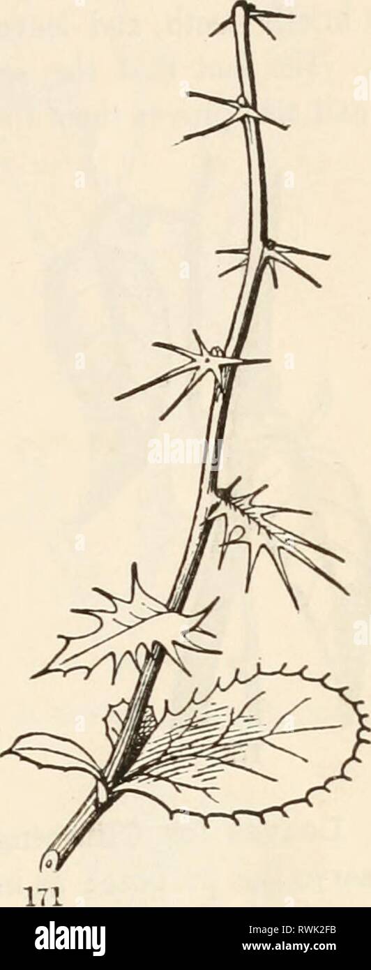 Leaf Bud Scales High Resolution Stock Photography and Images - Alamy