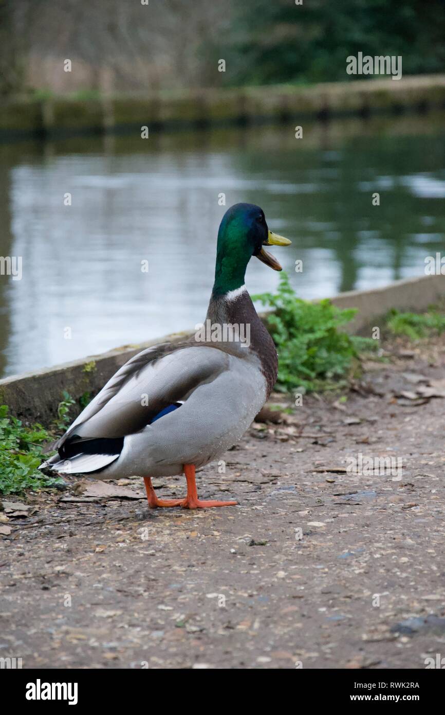 Duck open beak hi-res stock photography and images - Alamy