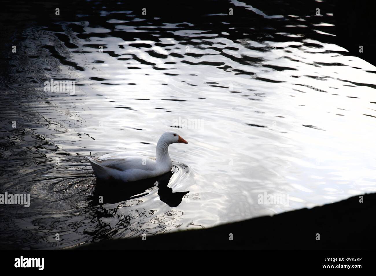 White goose pool hi-res stock photography and images - Alamy