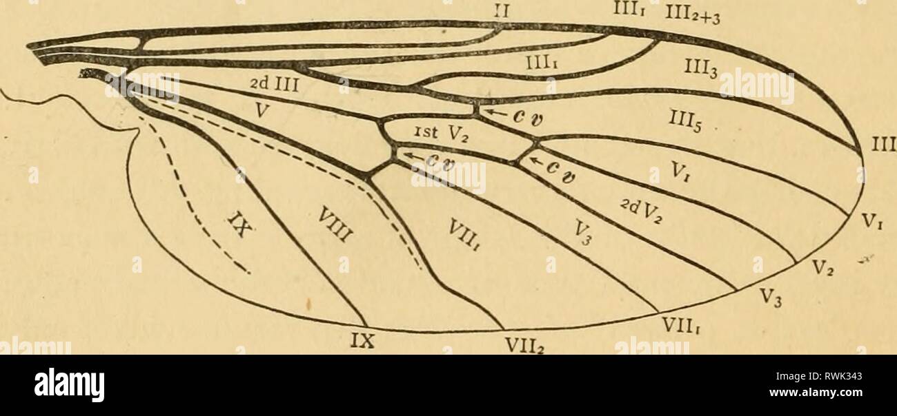 The elements of insect anatomy; The elements of insect anatomy; an ...