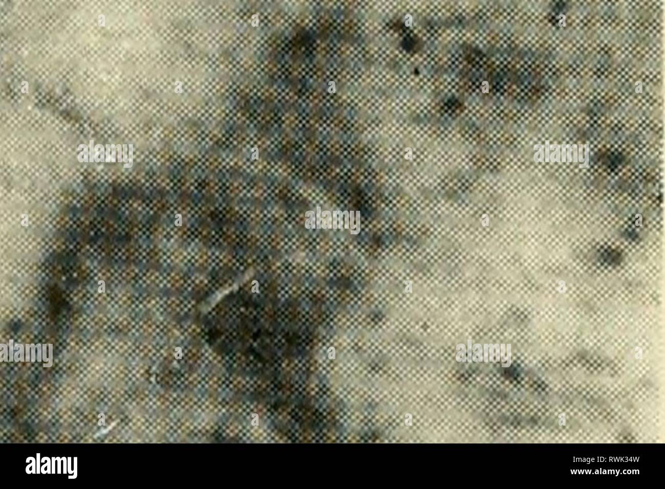 Electron-microscopic structure of protozoa (1963 Stock Photo - Alamy