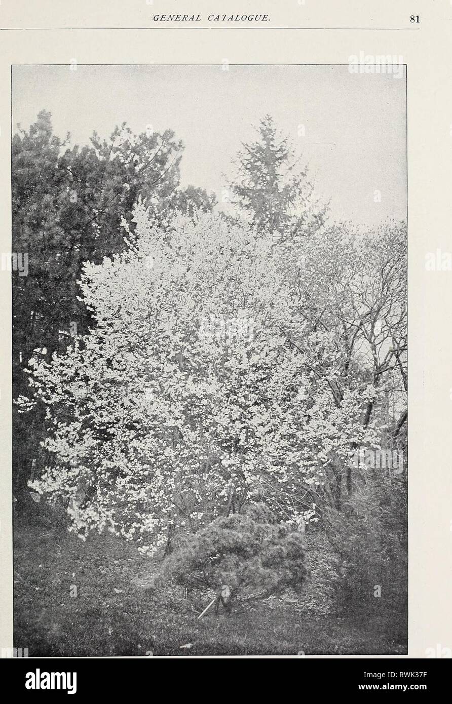 Ellwanger & Barry Mount Stock Photo - Alamy