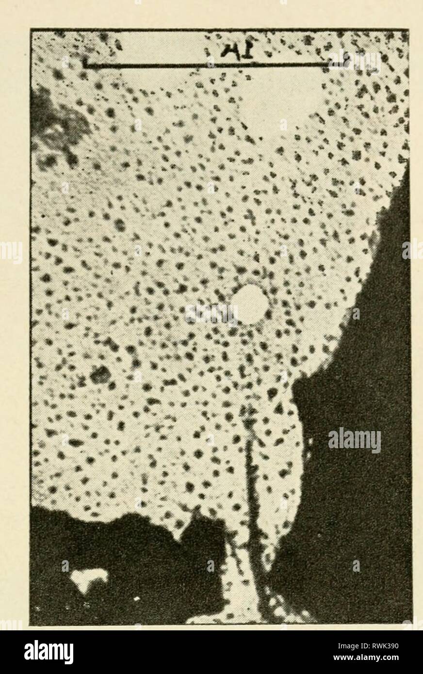 The electron microscope, its development, The electron microscope, its ...