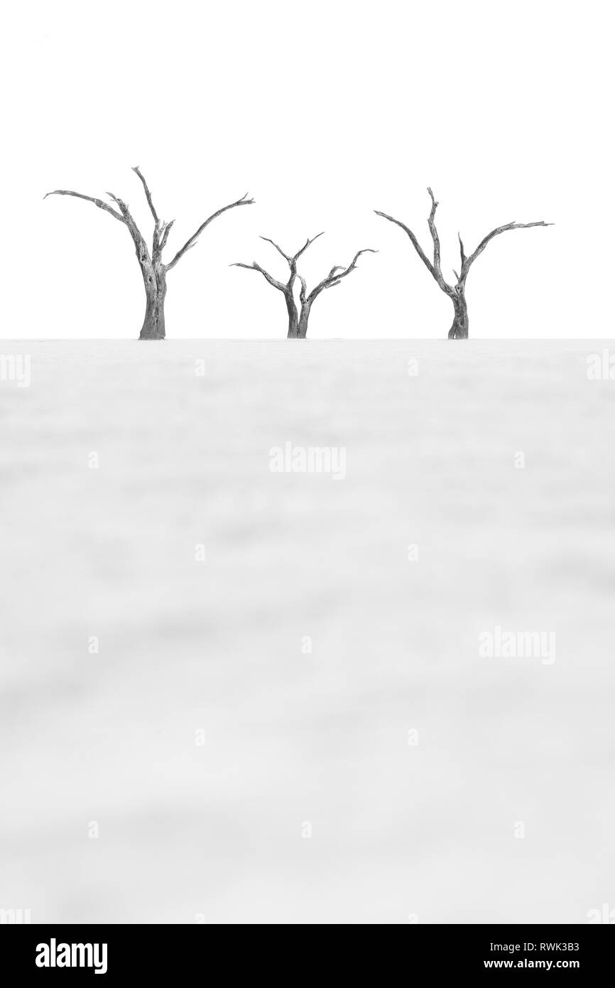 Tree in namibia white Black and White Stock Photos & Images - Alamy