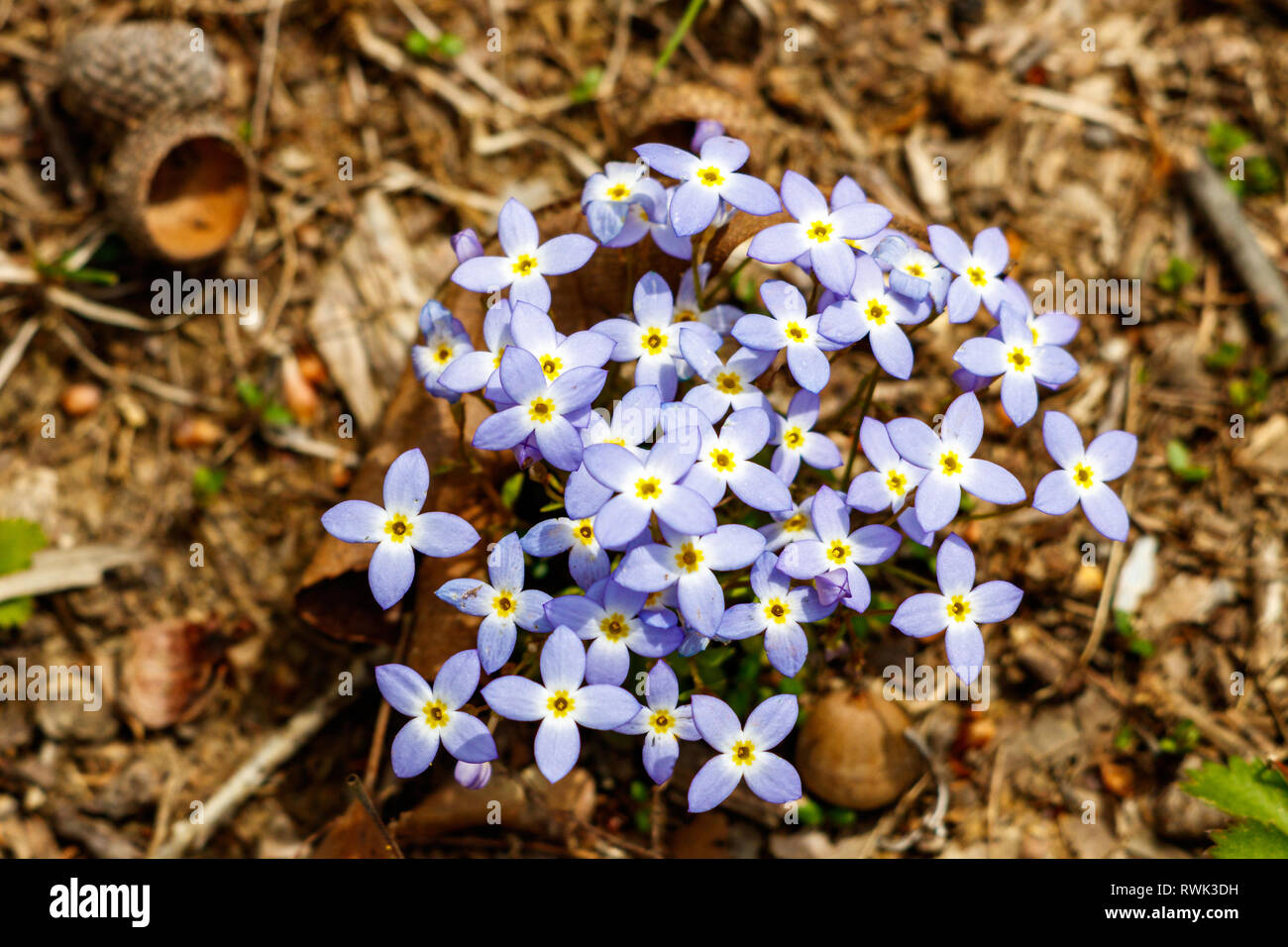 Beautiful purple forget nots hi-res stock photography and images - Alamy