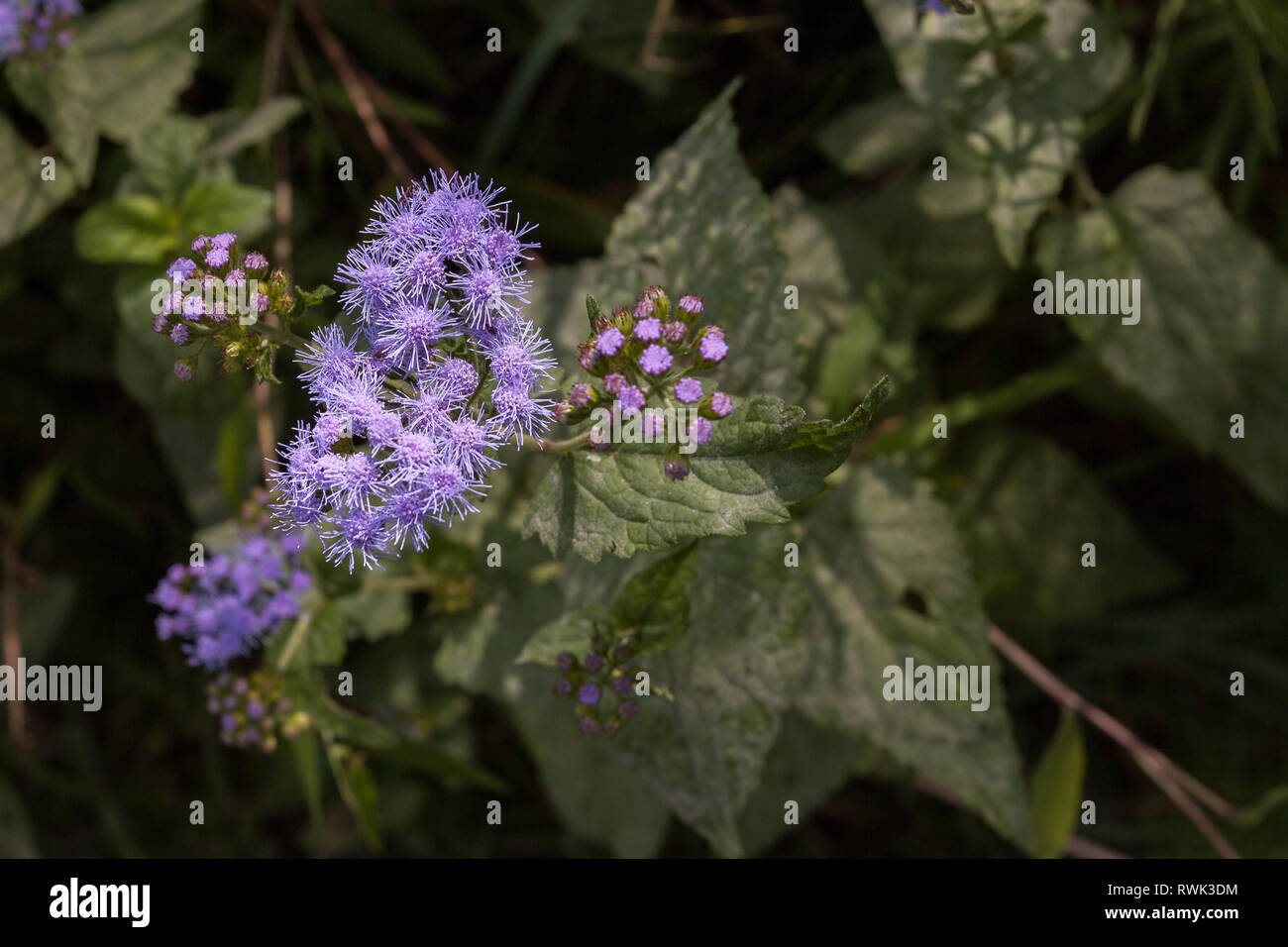 Mimosa plants hi-res stock photography and images - Alamy
