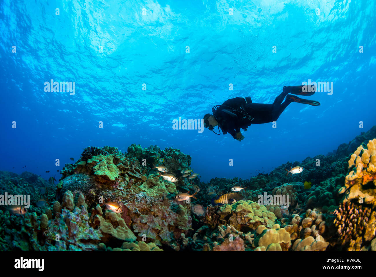 Hawaiian reef fish hi-res stock photography and images - Alamy