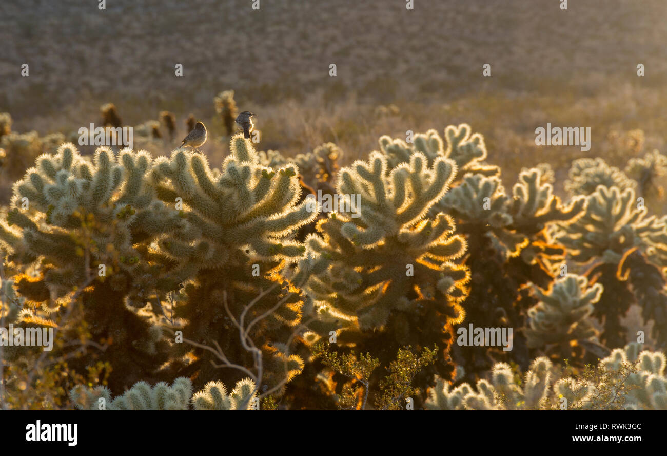 jumping cholla cactus, Opuntia fulgida, Cholla Cactus Garden, Joshua ...