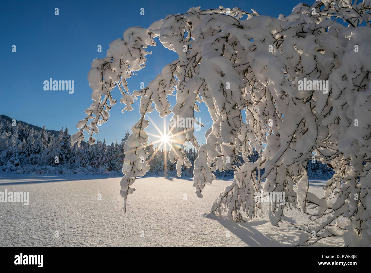Snow-covered alders on a winter afternoon at Mendenhall Recreation Area ...