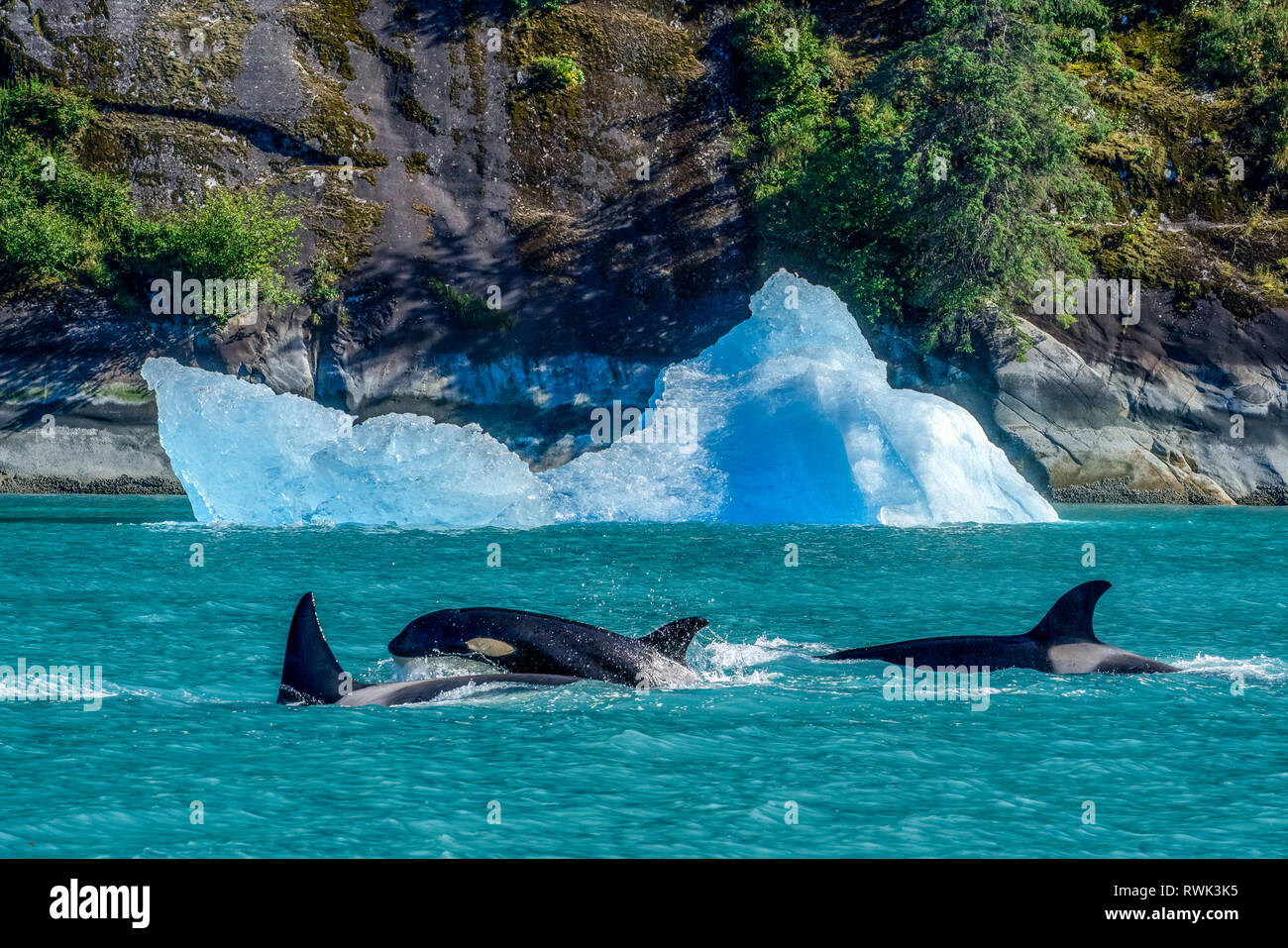 Orcas (Orcinus orca), also known as a Killer Whales, surface in Inside ...