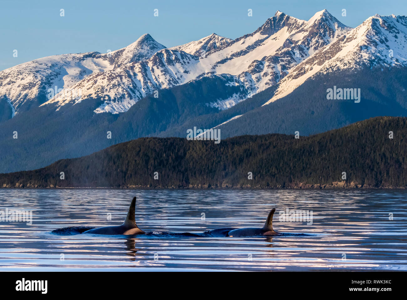 Orcas alaska hi-res stock photography and images - Alamy