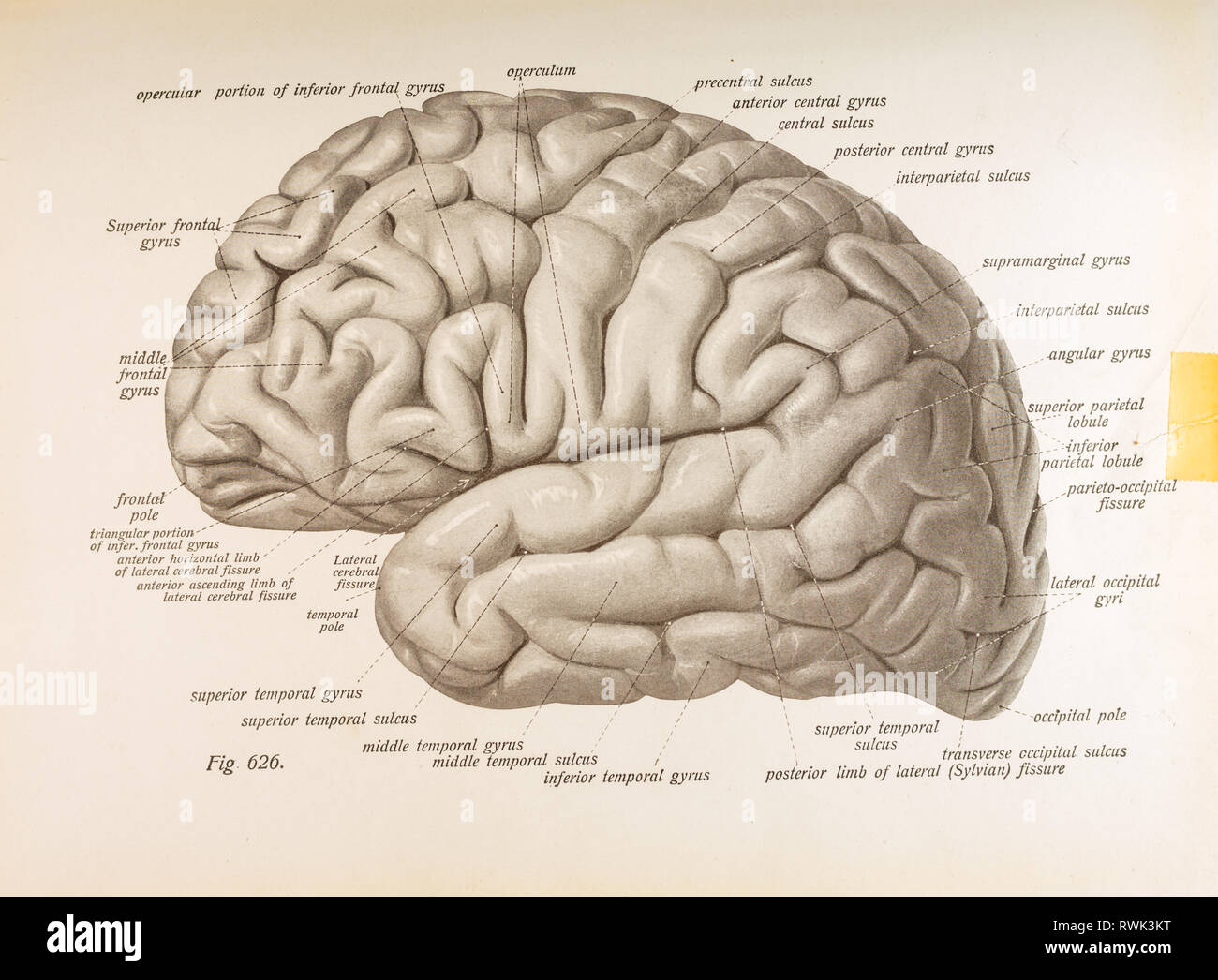 Left Hemisphere Of The Brain Diagram Brain