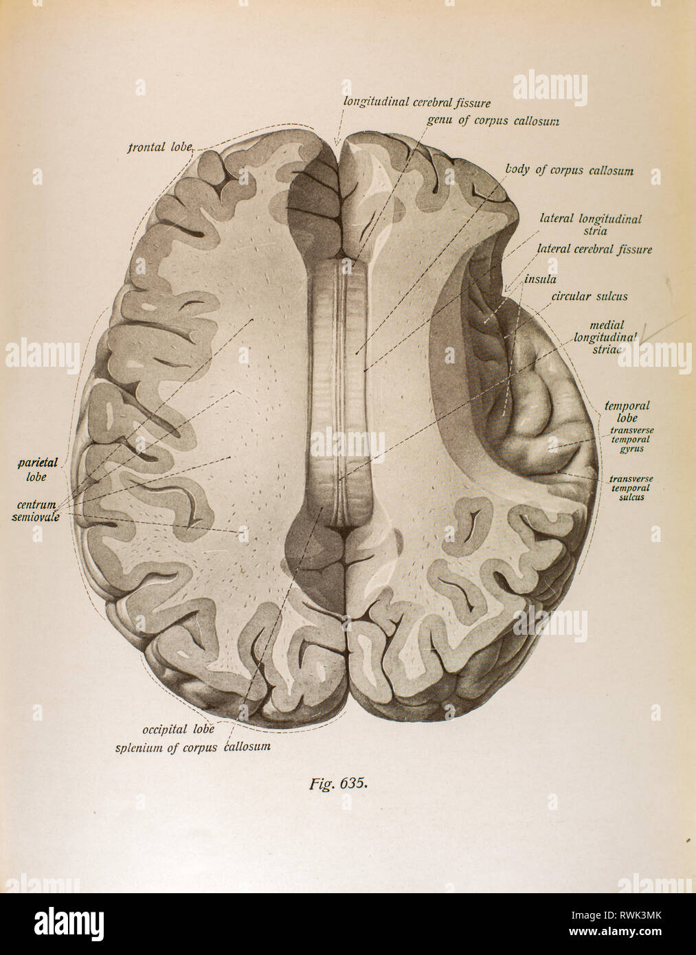 Brain spinal cord dissection hi-res stock photography and images - Alamy