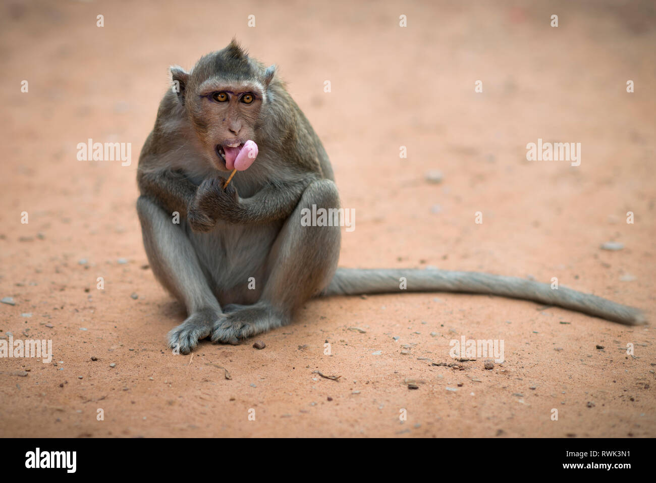 Wild macaque monkey tasting and eating an ice cream taken from a ...