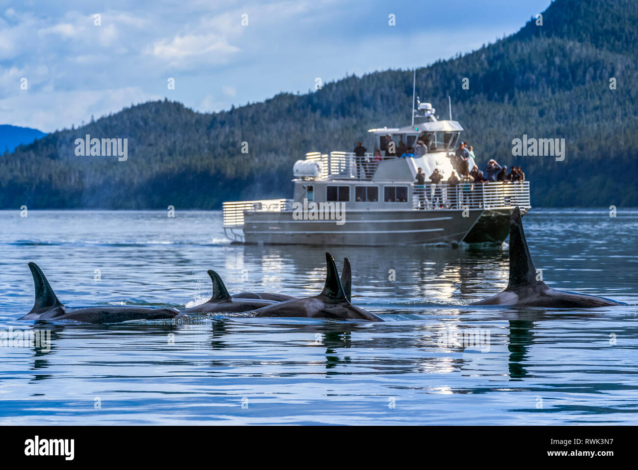 Wildlife sightseeing tour watches Orca whales (Orcinus orca) near ...