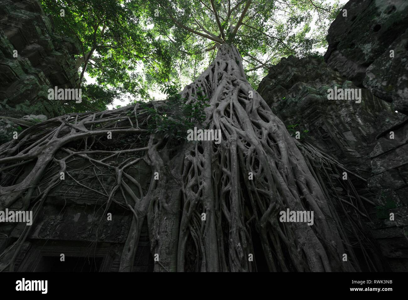 Cambodia jungle tree roots hi-res stock photography and images - Alamy