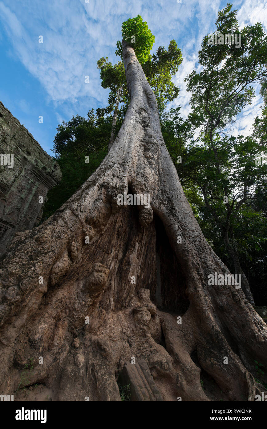 Tree roots in cambodian temple hi-res stock photography and images - Alamy