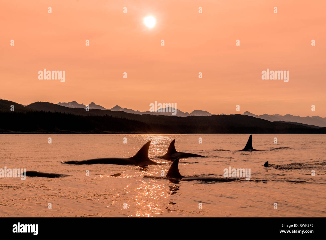 Orca whale (Orcinus orca) pod in Lynn Canal at sunset, Southeast Alaska ...
