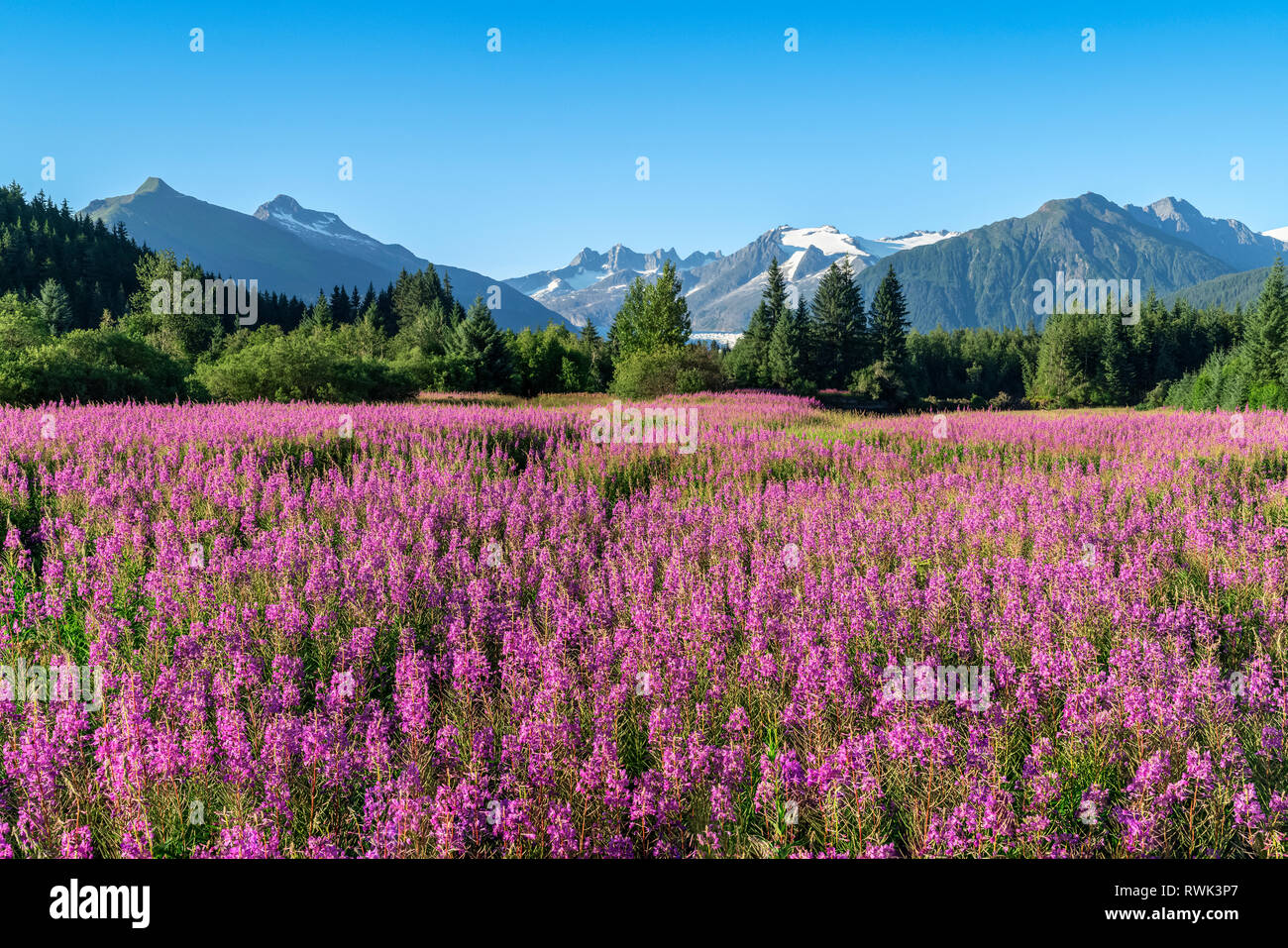 Fireweed (Chamaenerion angustifolium) blooms in a meadow, Mendenhall ...