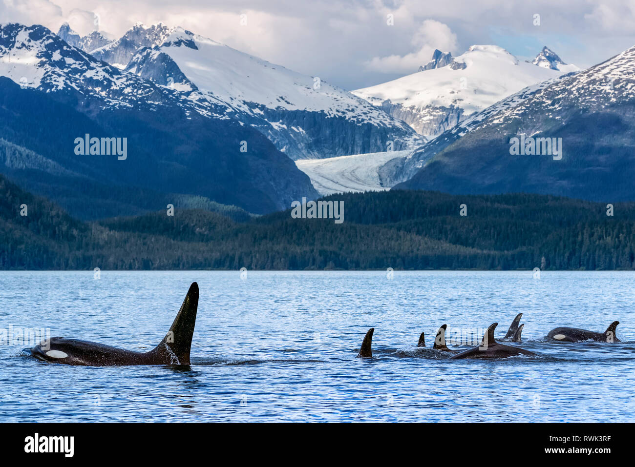 Orca whale (Orcinus orca) pod in Lynn Canal with Eagle Glacier and ...