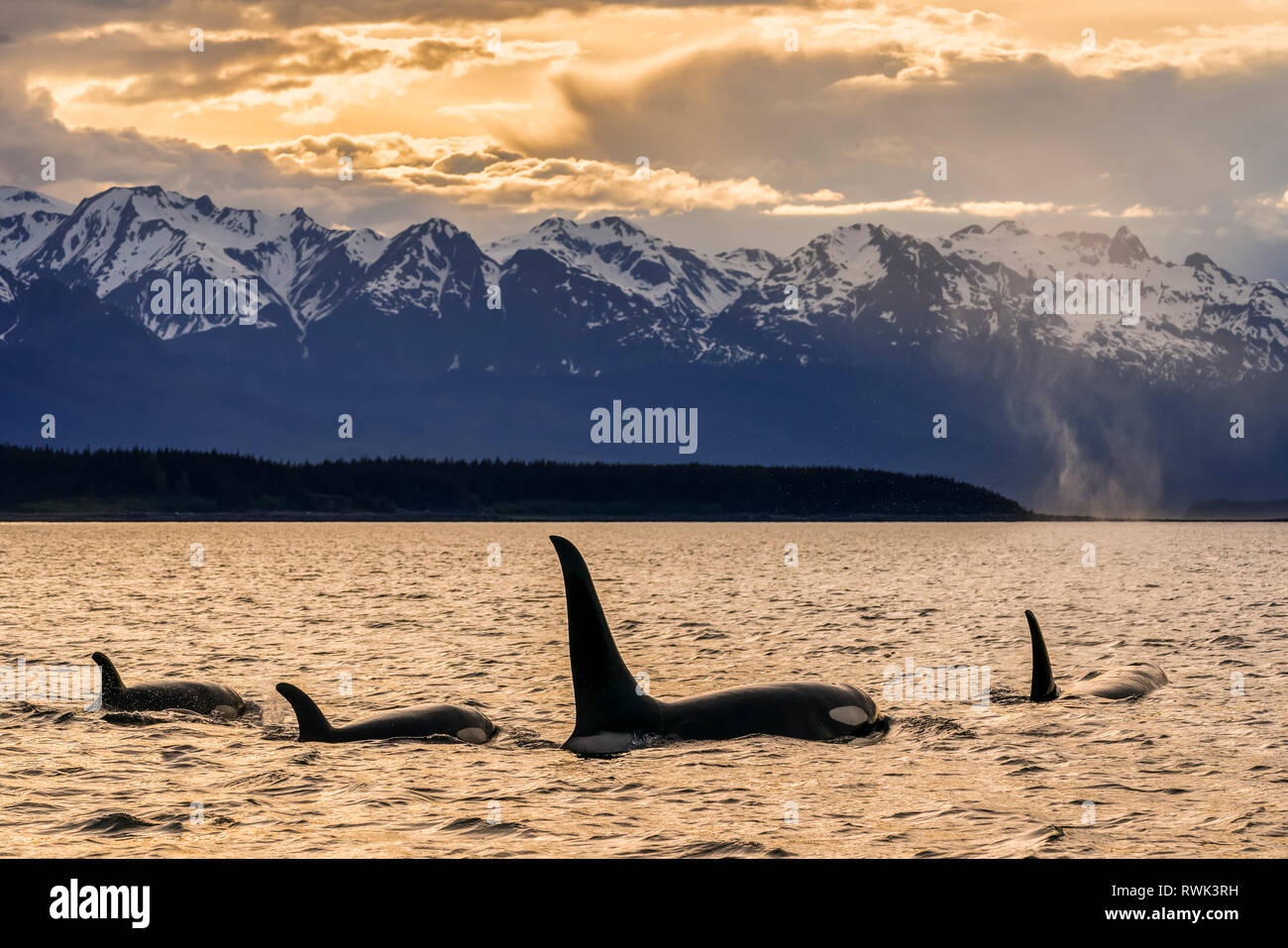 Orca whale (Orcinus orca) pod in Lynn Canal, Inside Passage, with ...