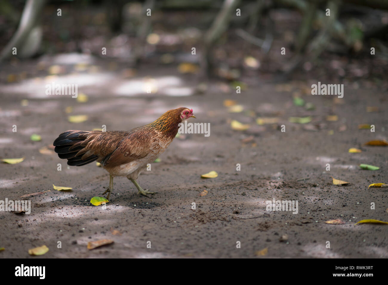 Vietnamese Chicken (Ga Noi) in Vietnam Stock Photo - Alamy