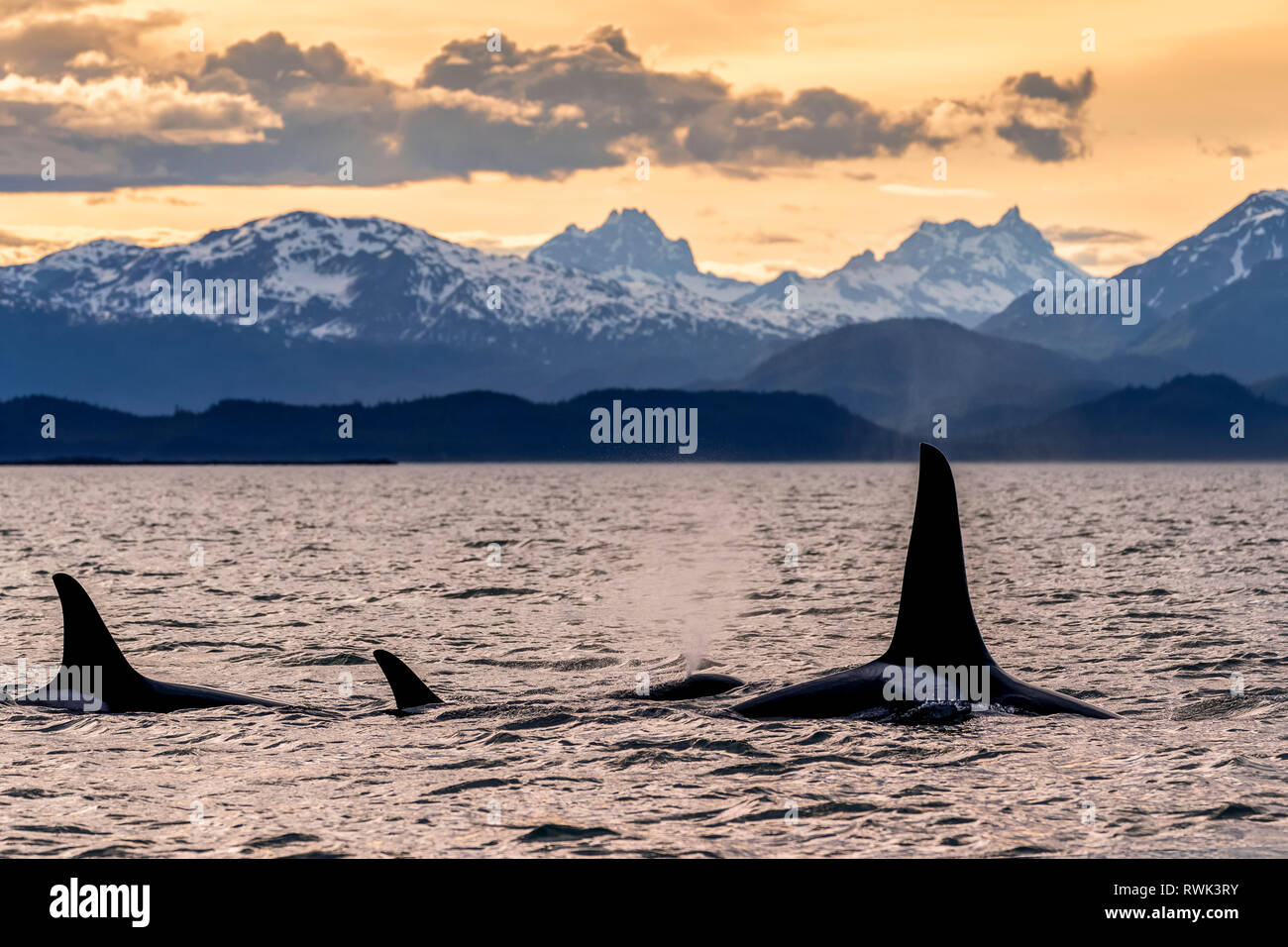 Orca whale (Orcinus orca) pod in Lynn Canal at sunset with Eagle ...