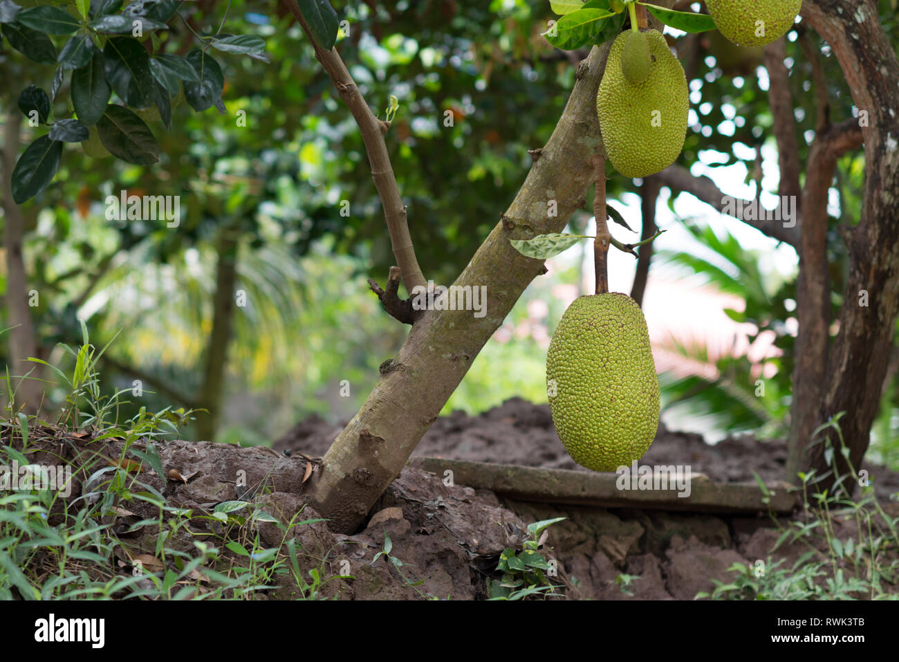 Jack tree hi-res stock photography and images - Alamy