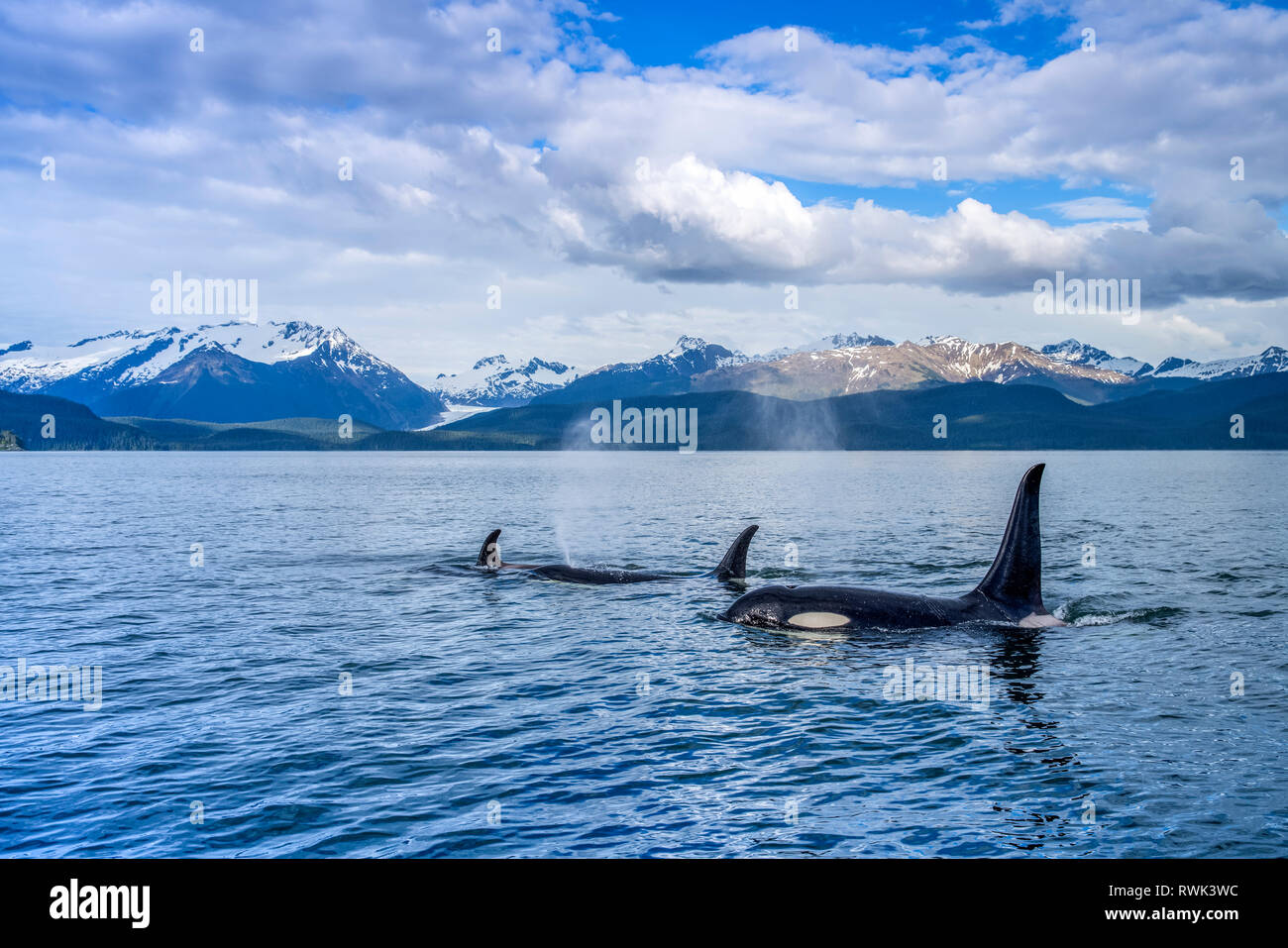 Orca whale (Orcinus orca) pod in Lynn Canal with Herbert Glacier and ...