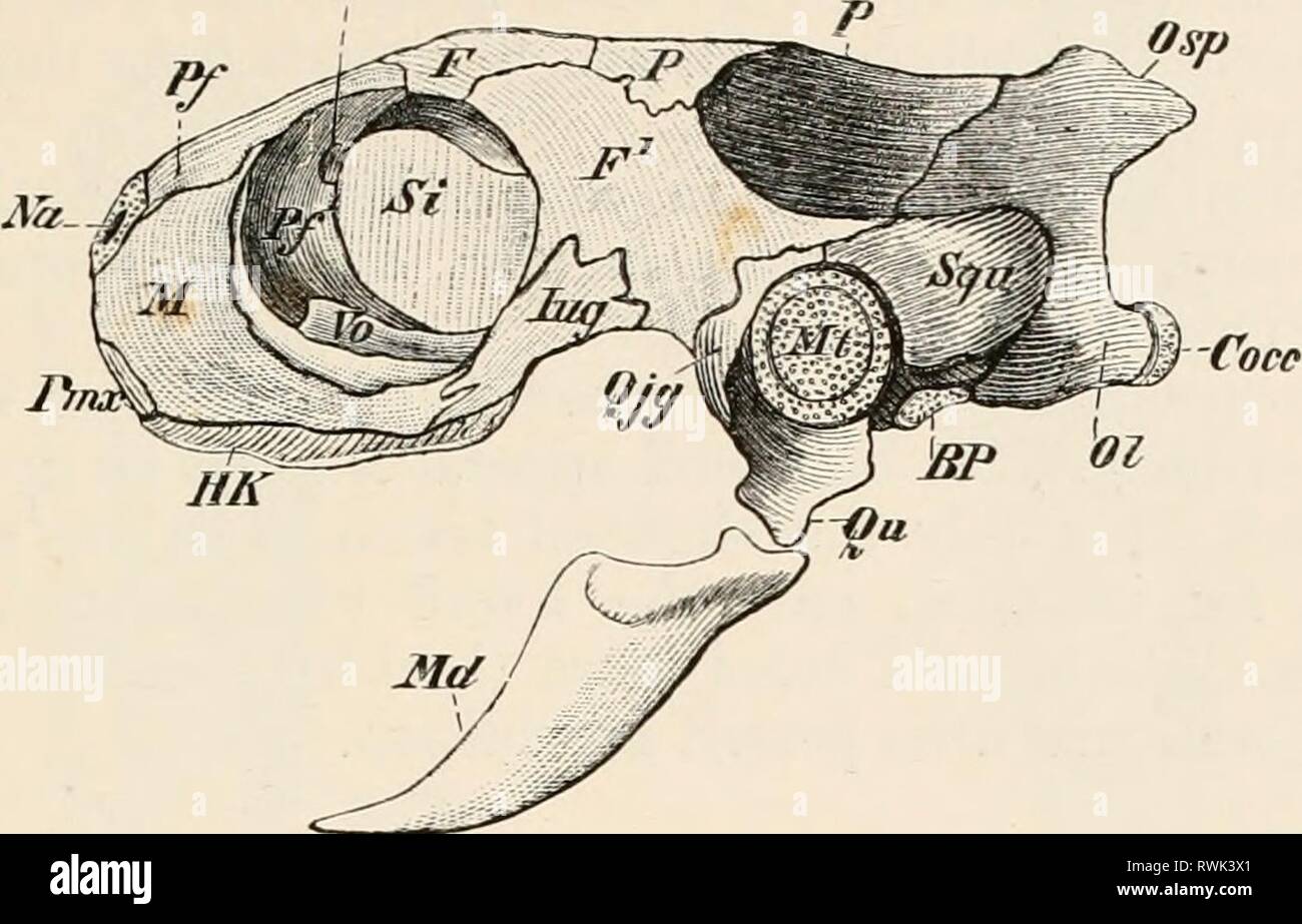 Elements of the comparative anatomy Elements of the comparative anatomy ...