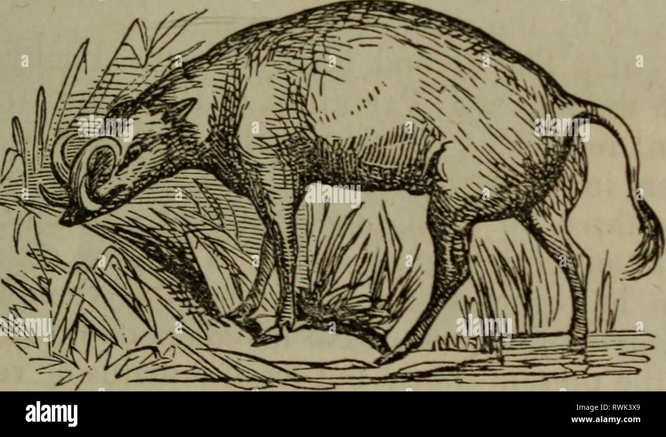 Elements of zoology, or, Natural Stock Photo - Alamy