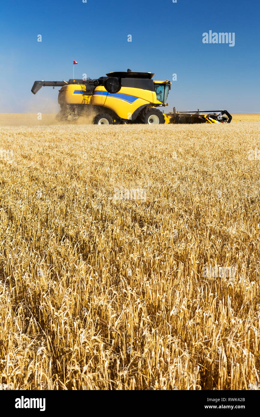 Combine harvesting a golden barley field; Beiseker, Alberta, Canada ...