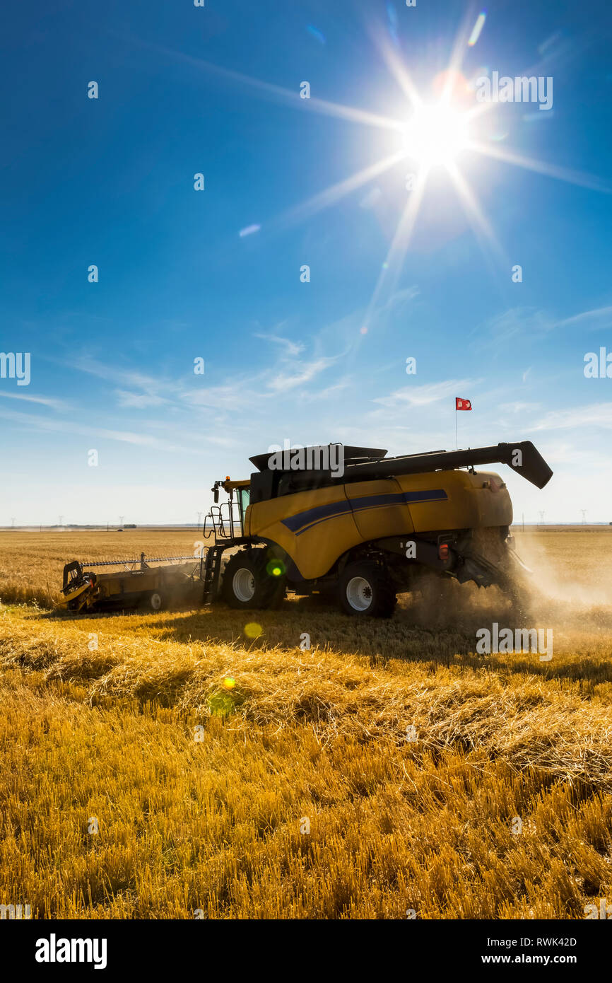 Combine harvesting a golden barley field; Beiseker, Alberta, Canada ...